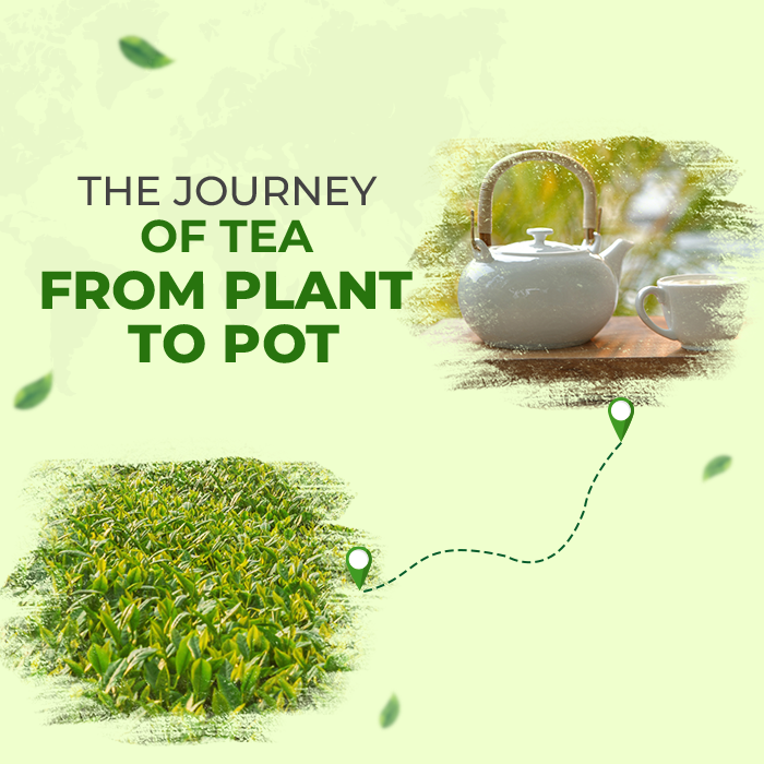 The Journey of Tea: From Plant to Pot – Marvel Tea